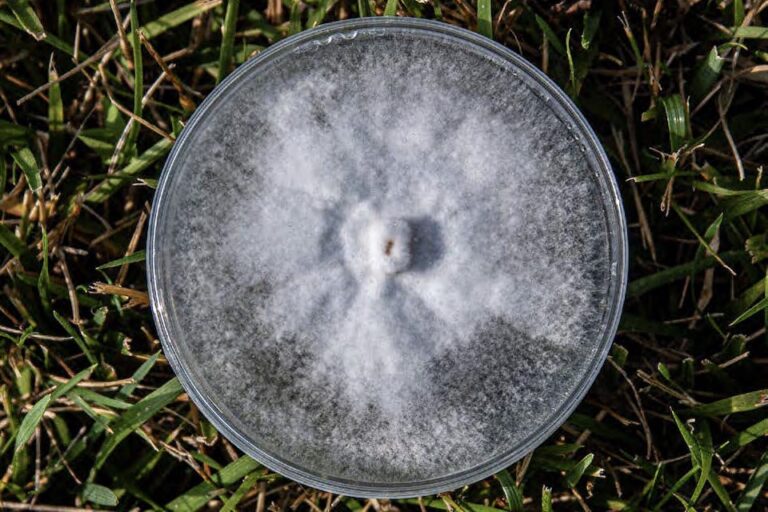 Mogu: Mycelium Acoustic Panels