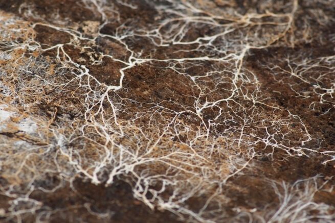 Mogu: Mycelium Acoustic Panels